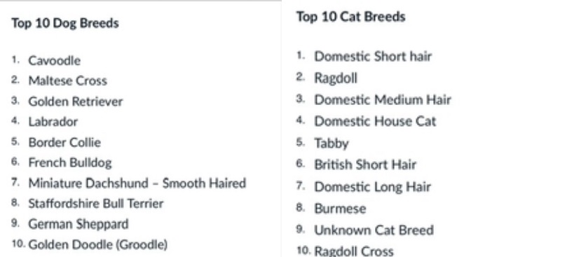 Bupa Data Reveals Top Dog & Cat Breeds — The Movie Boards Bupa Data Reveals Top Dog & Cat Breeds — The Movie Boards